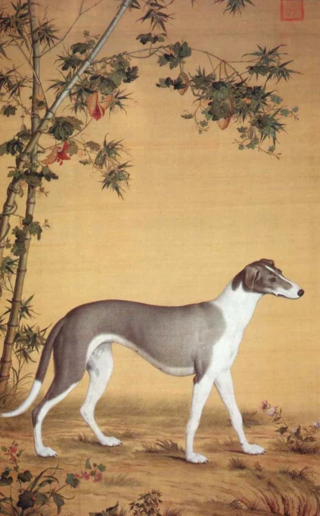 The most noble and rare breed of dog in the world. Was considered a god ...