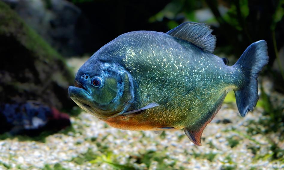 Piranha in the Polish river and bamboo in the meadow. Foreign species ...