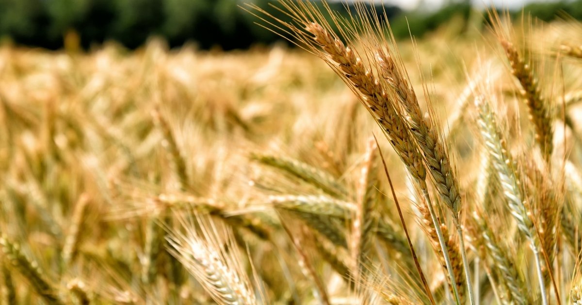 Romania could have a record harvest of wheat. The largest production of ...