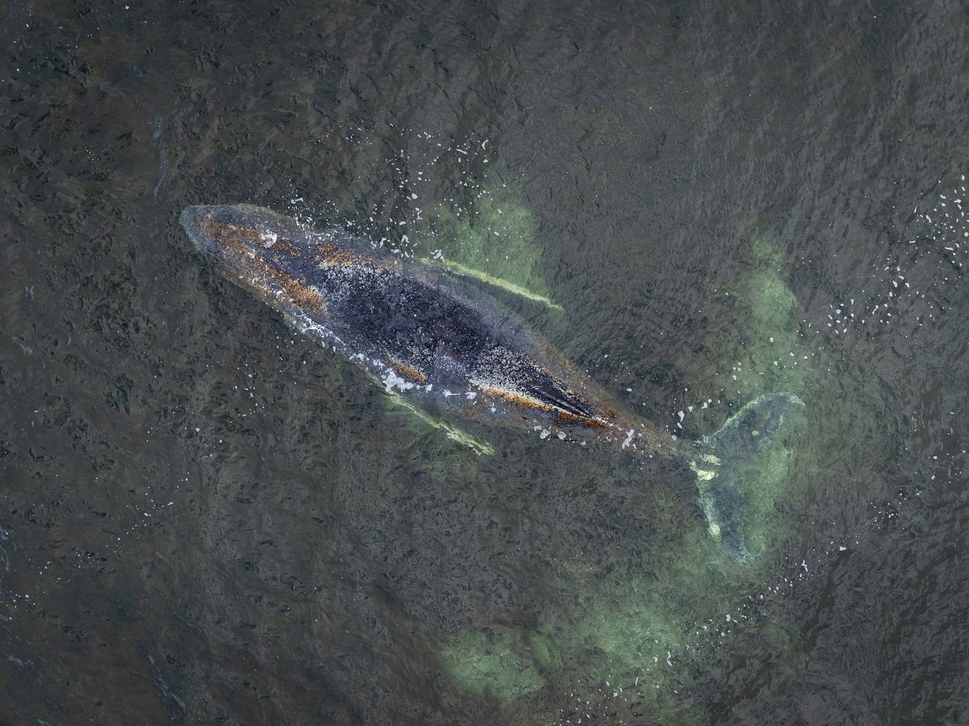 Denmark to carry out autopsy on 'Timmy' whale found dead after ...